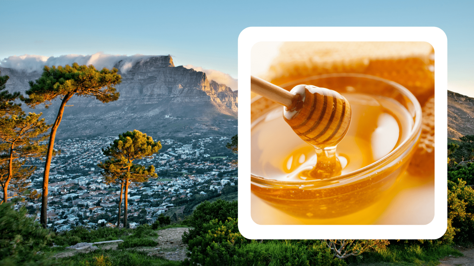 The Sweet Melodies of South Africa: Exploring Honey Types and Varieties ...