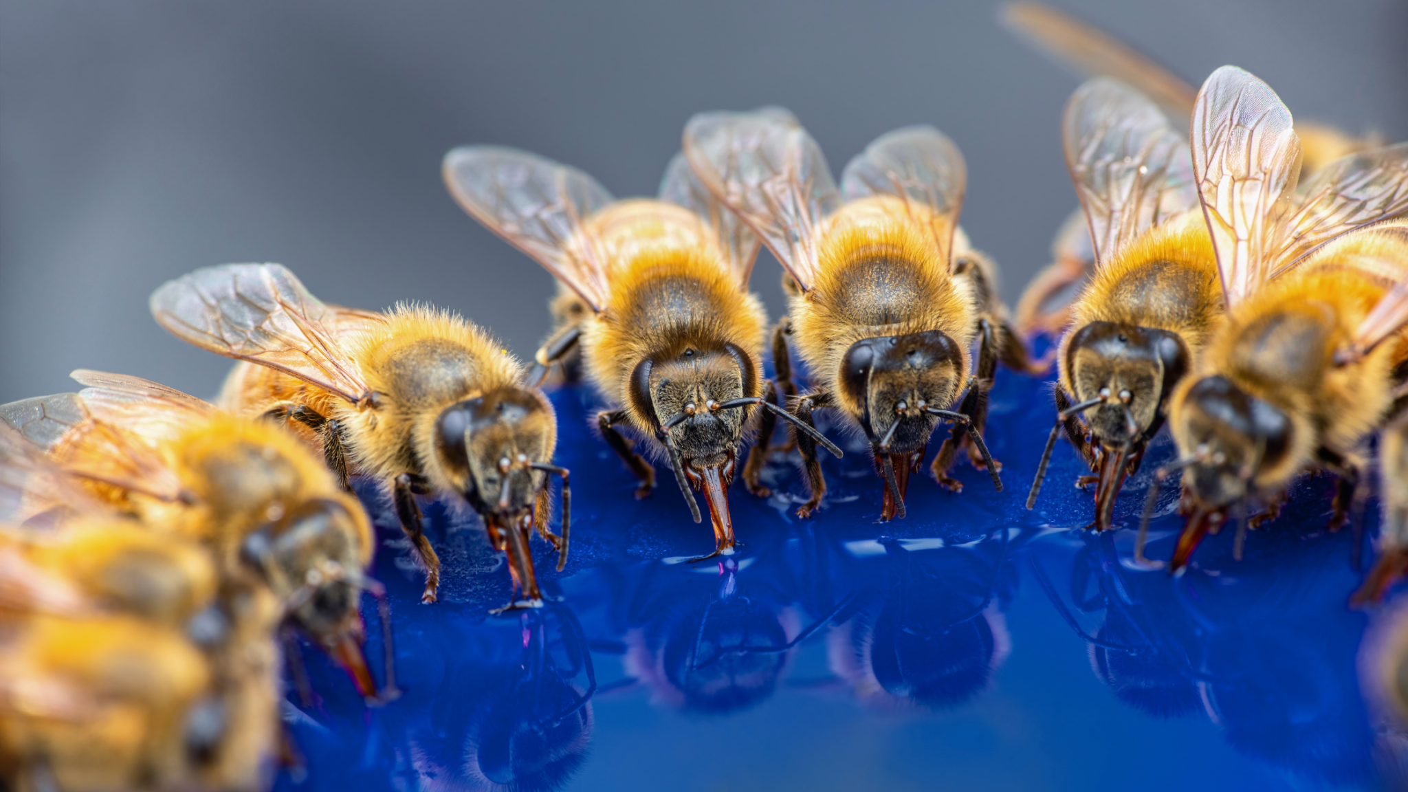 Exploring the Fascinating World of Bee Species - Hive To Honey