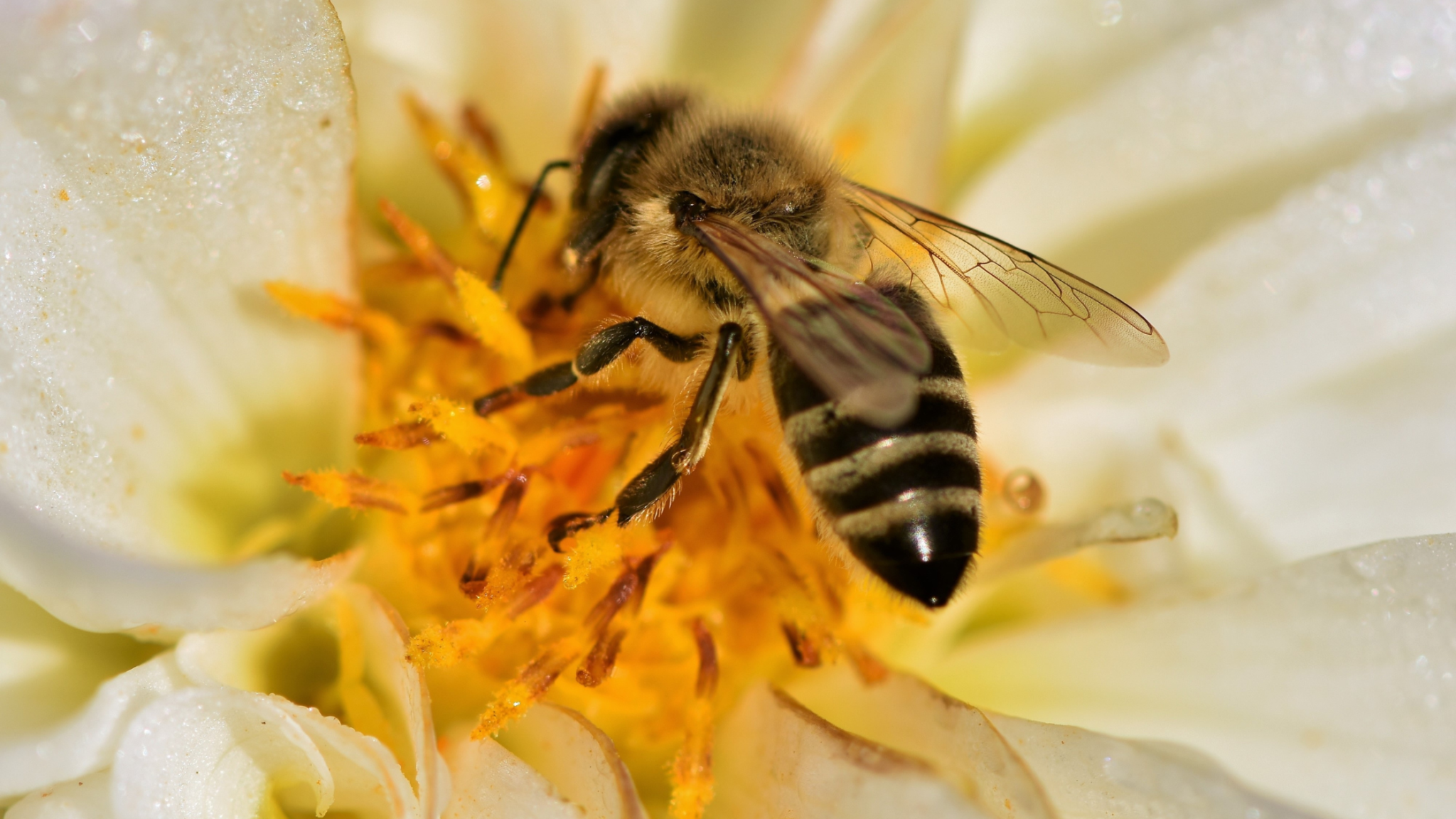 The Eastern Honey Bee (Apis cerana): A Vital Pollinator of Asia - Hive ...
