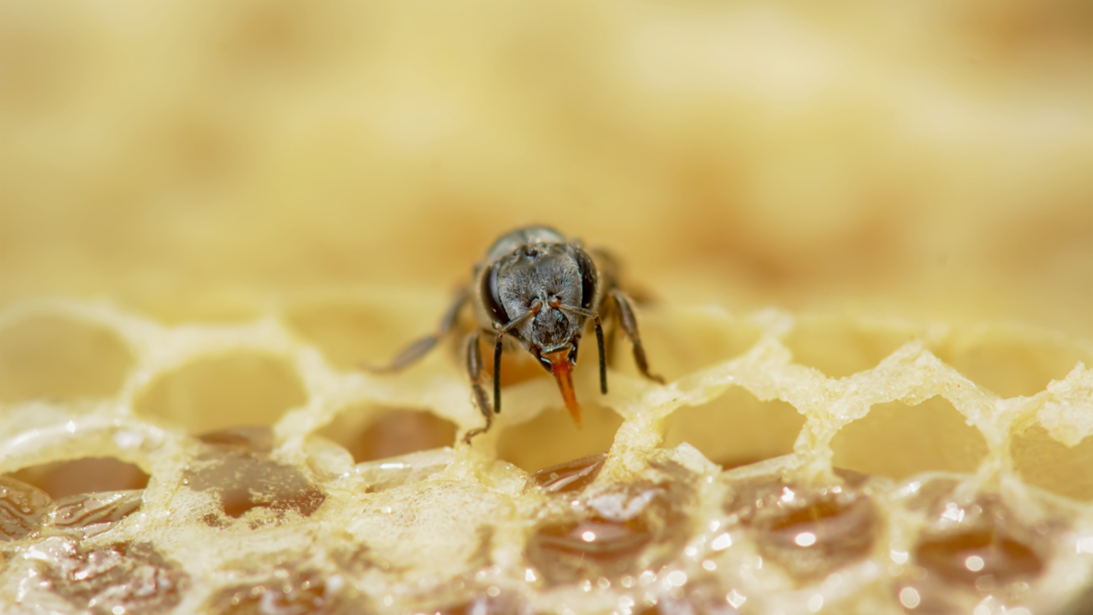 The Small Honey Bee (Apis florea): A Comprehensive Guide to One of ...